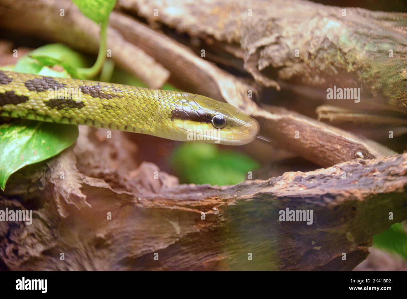 Snake graceful hi-res stock photography and images - Alamy