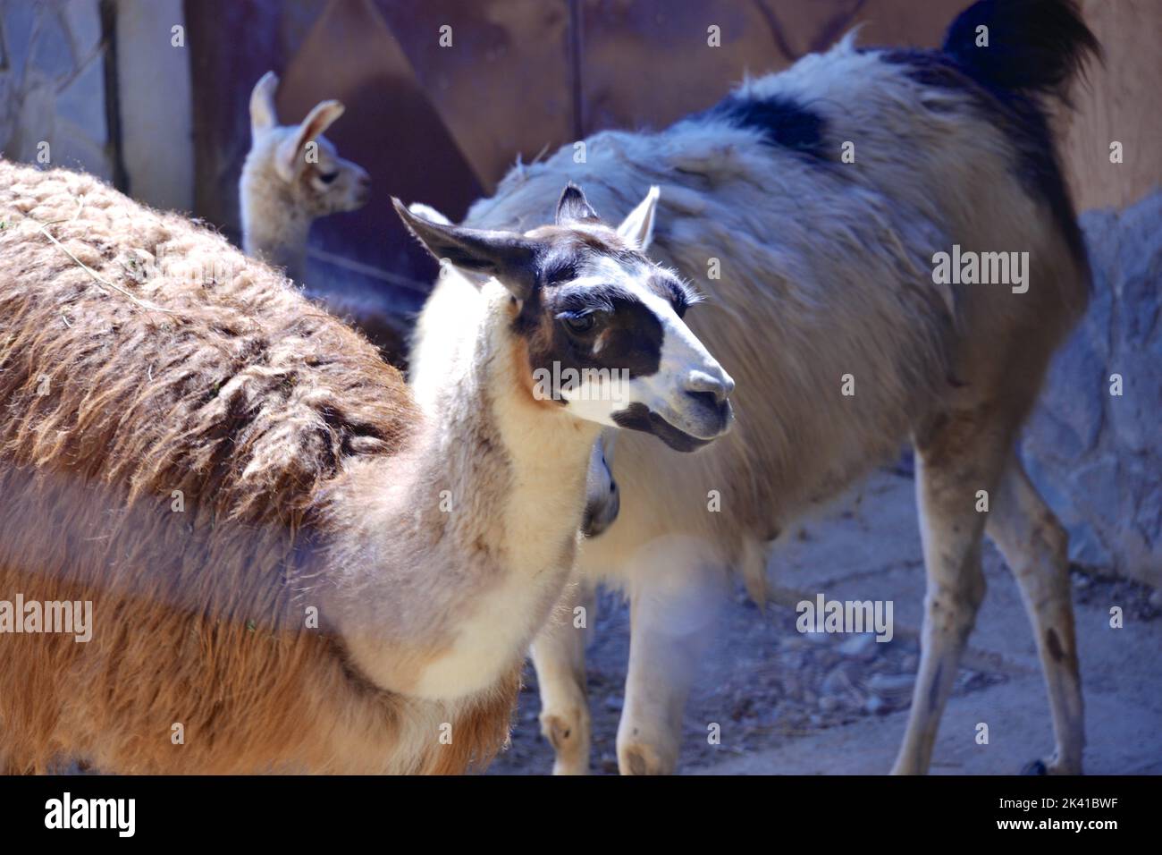Peruvian lama group hi-res stock photography and images - Alamy