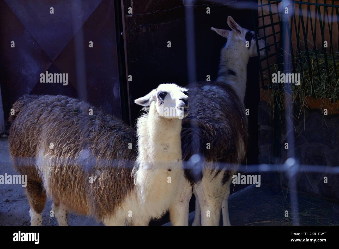 Peruvian lama group hi-res stock photography and images - Alamy