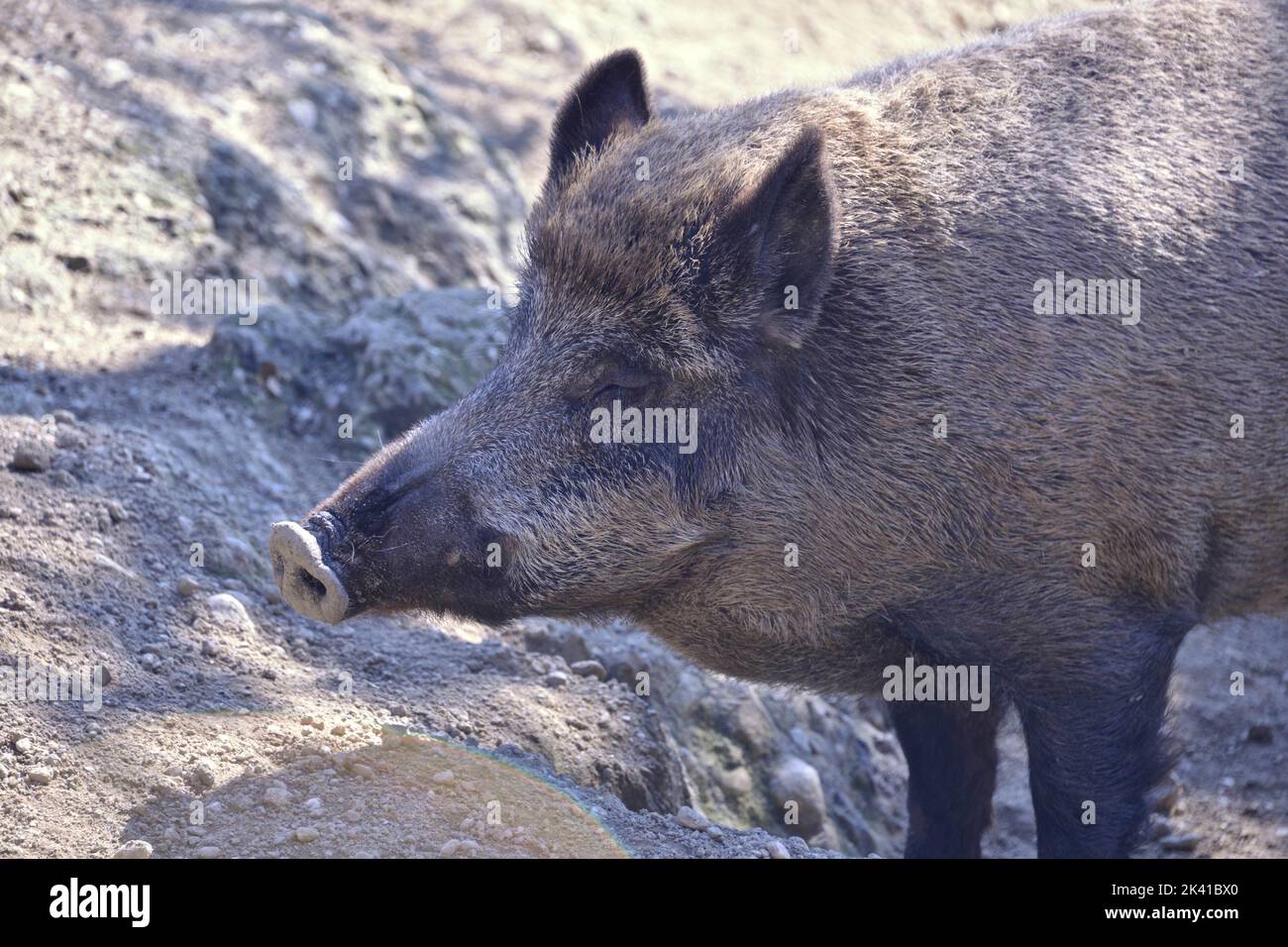 Wild pig closeup Stock Photo - Alamy