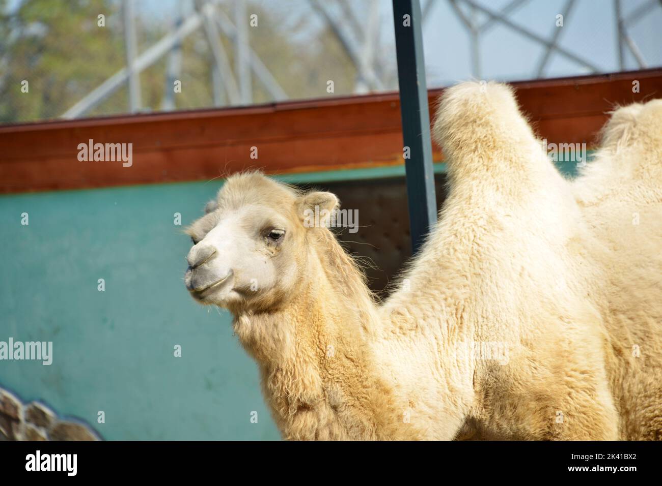 Camel cut out hi-res stock photography and images - Alamy
