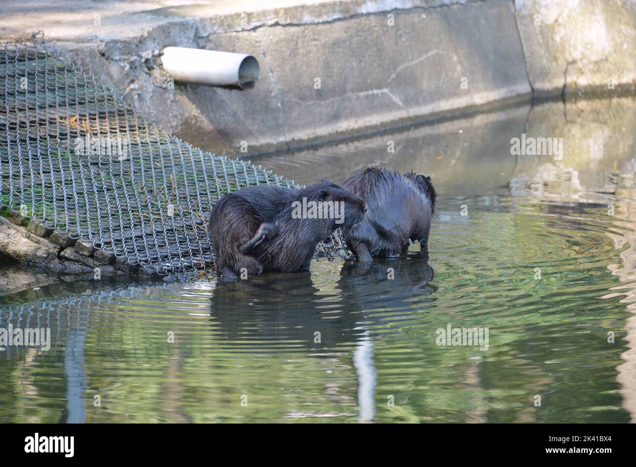 North American Beaver scratching his back Stock Photo - Alamy