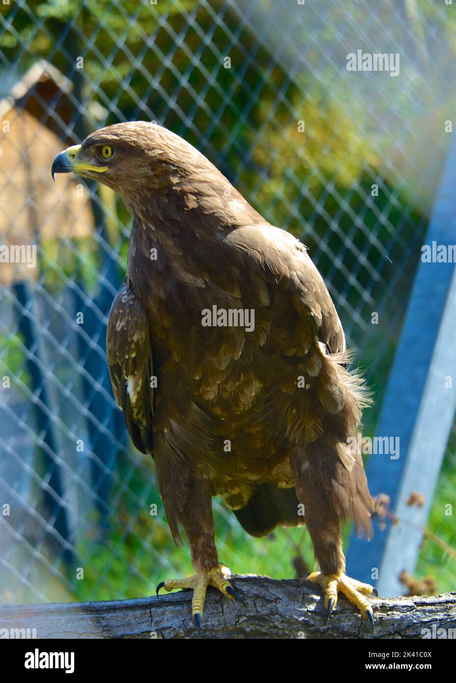 Brown Harris Hawk Predator Bird Stock Photo - Alamy
