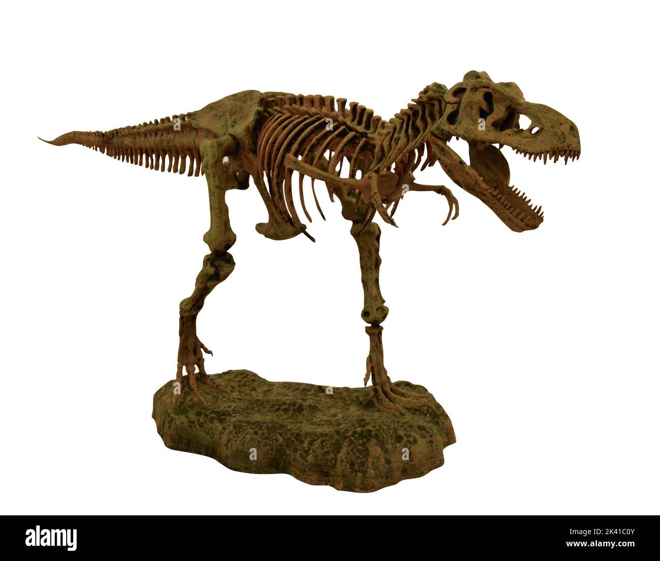 Dinosaur skeleton over white isolated background Stock Photo - Alamy
