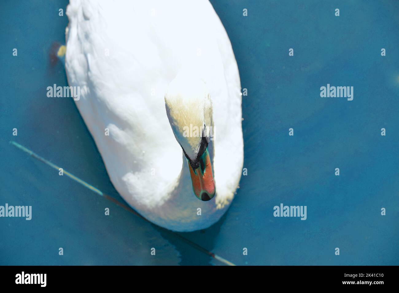 A swam simming alone on a lake Stock Photo - Alamy