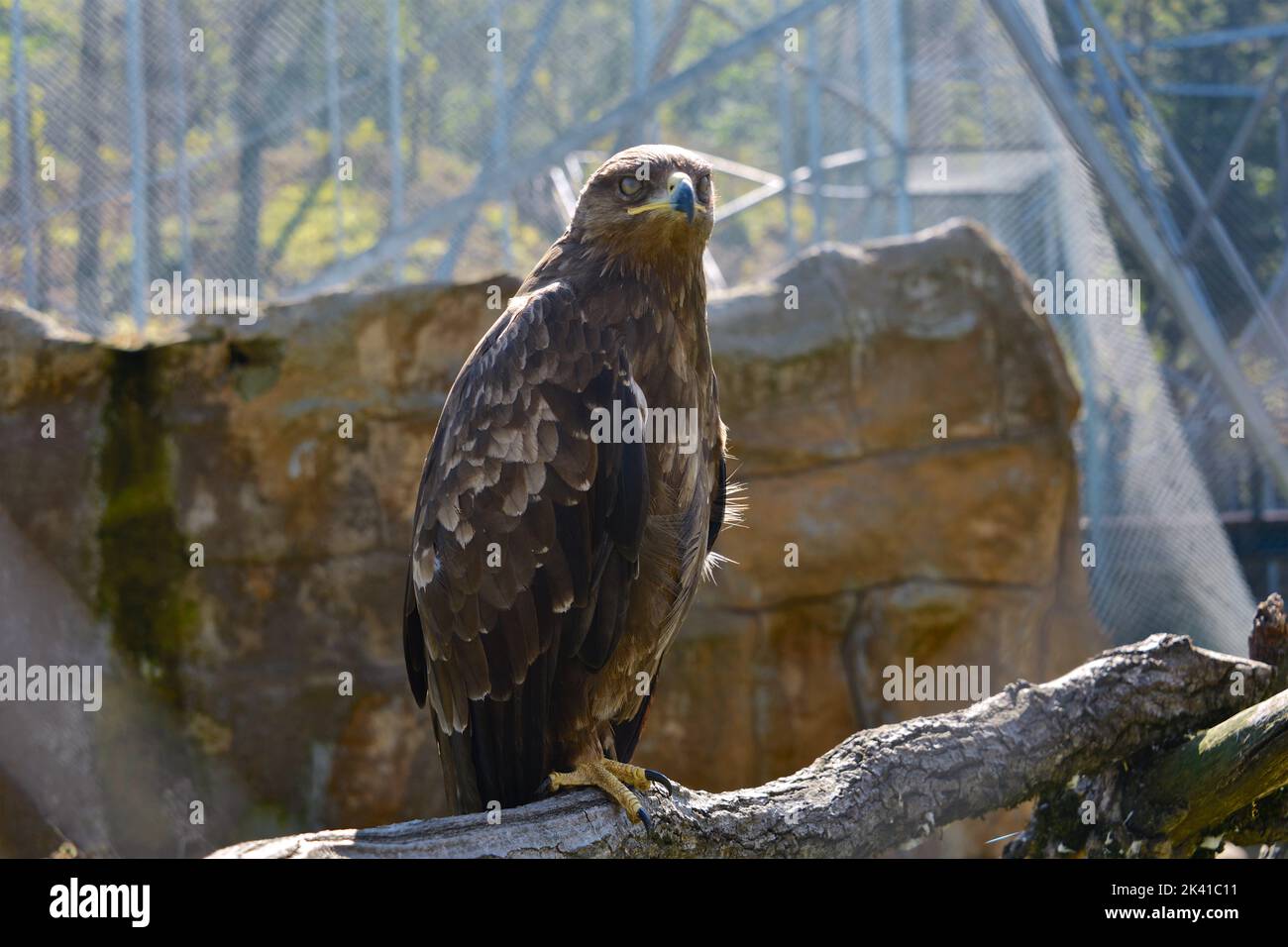 Golden eagle (Aquila chrysaetos Stock Photo - Alamy