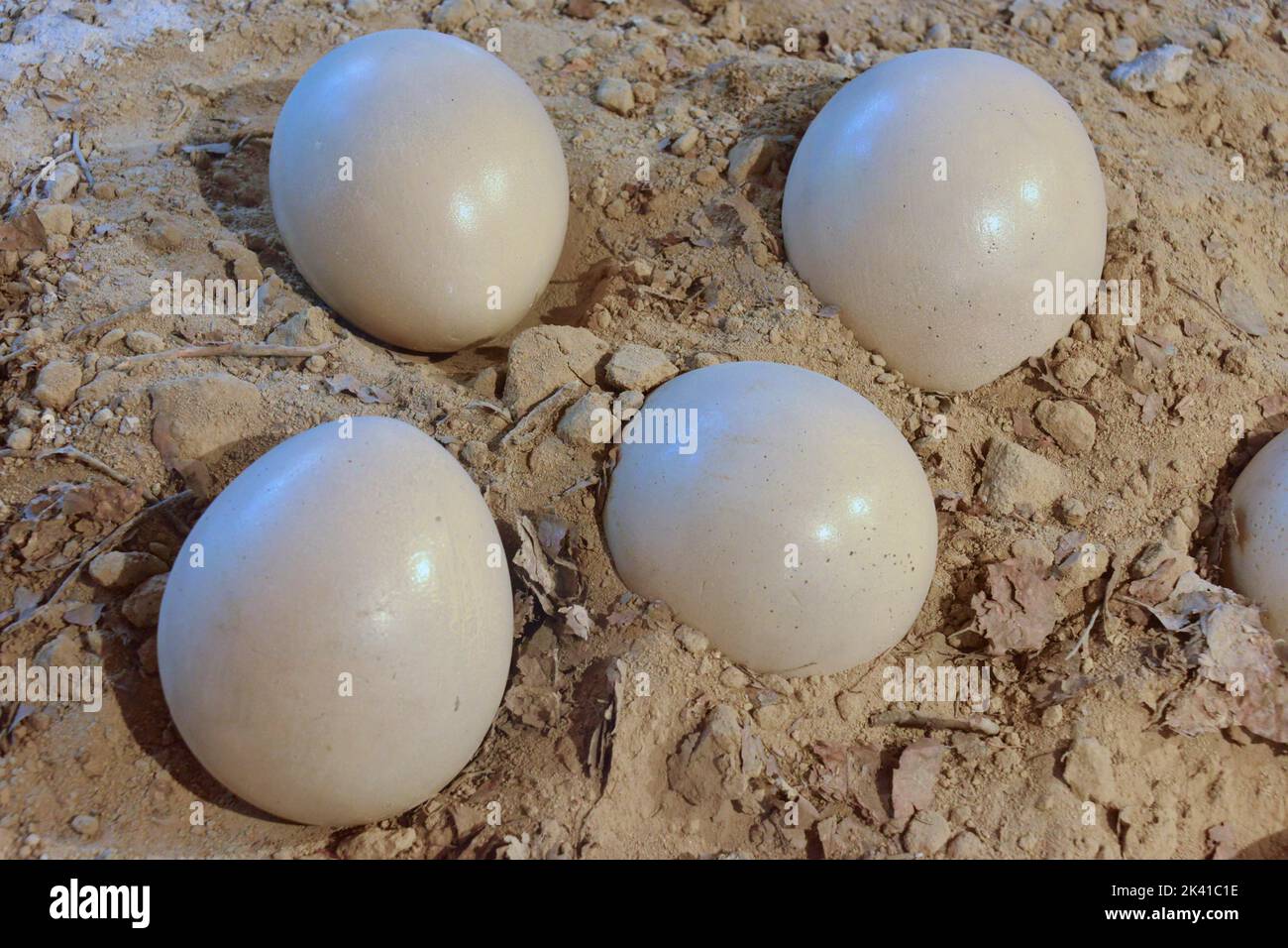 Dinosaur eggs in the nest Stock Photo - Alamy
