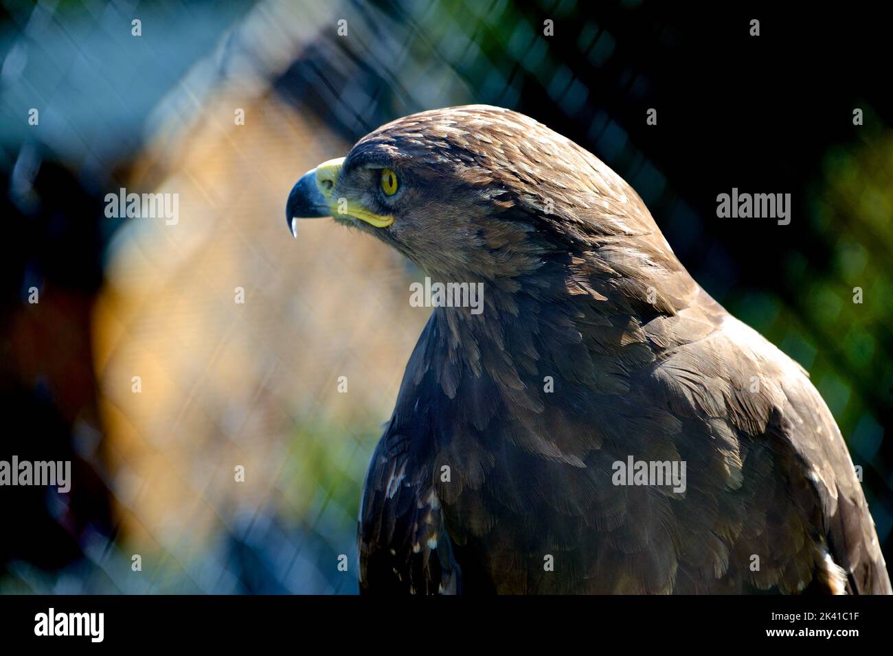 Golden eagle held in captivity Stock Photo - Alamy