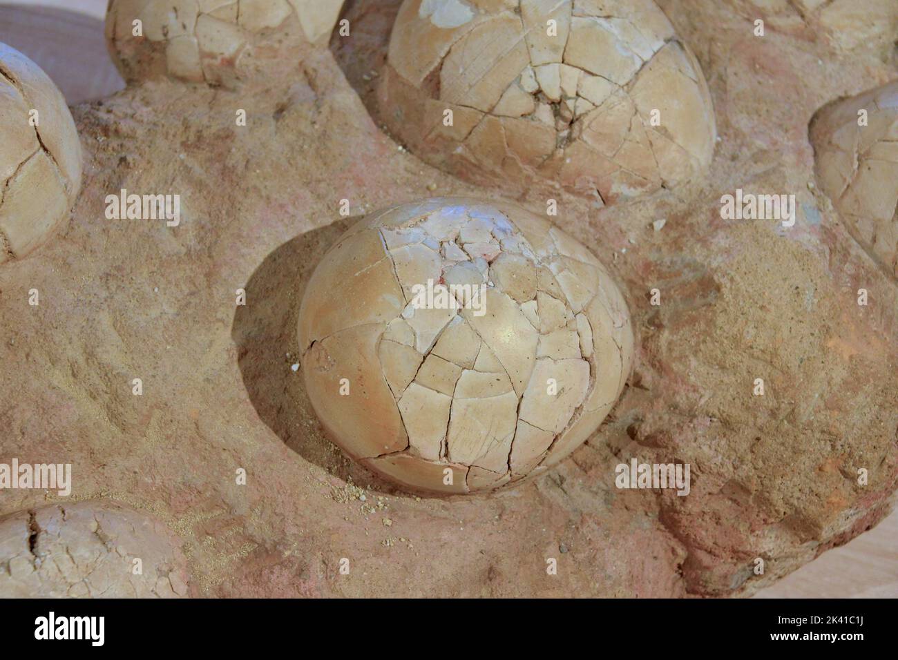 Dinosaur eggs in the nest Stock Photo - Alamy