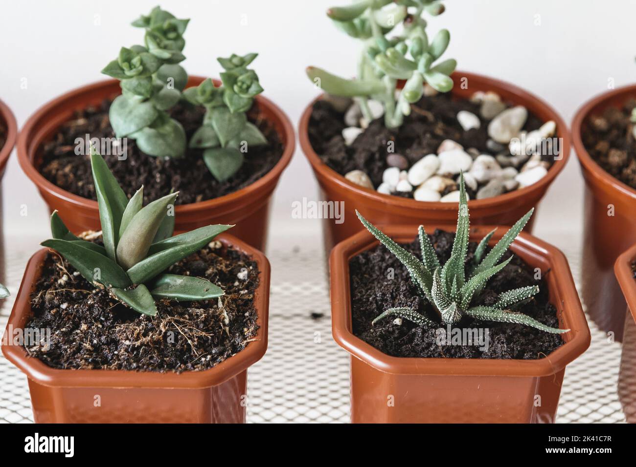 Group of succulent plants in small brown plastic pots indoors Stock ...