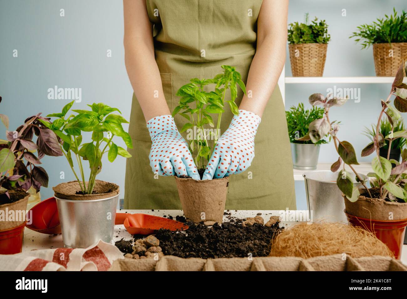 female gardener arranging plants at house using tools Stock Photo - Alamy