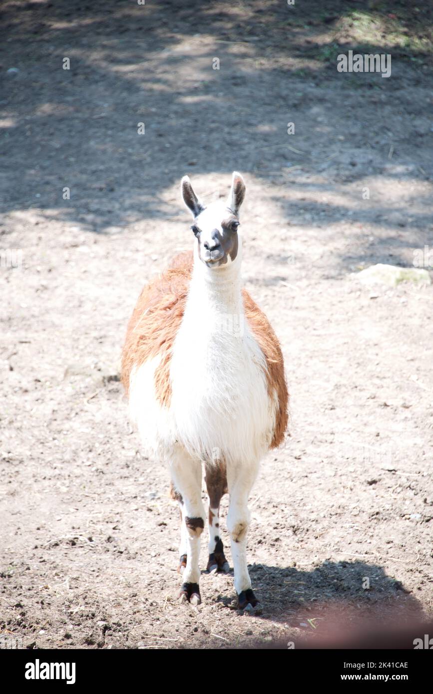 Beautiful funny brown lama hi-res stock photography and images - Alamy