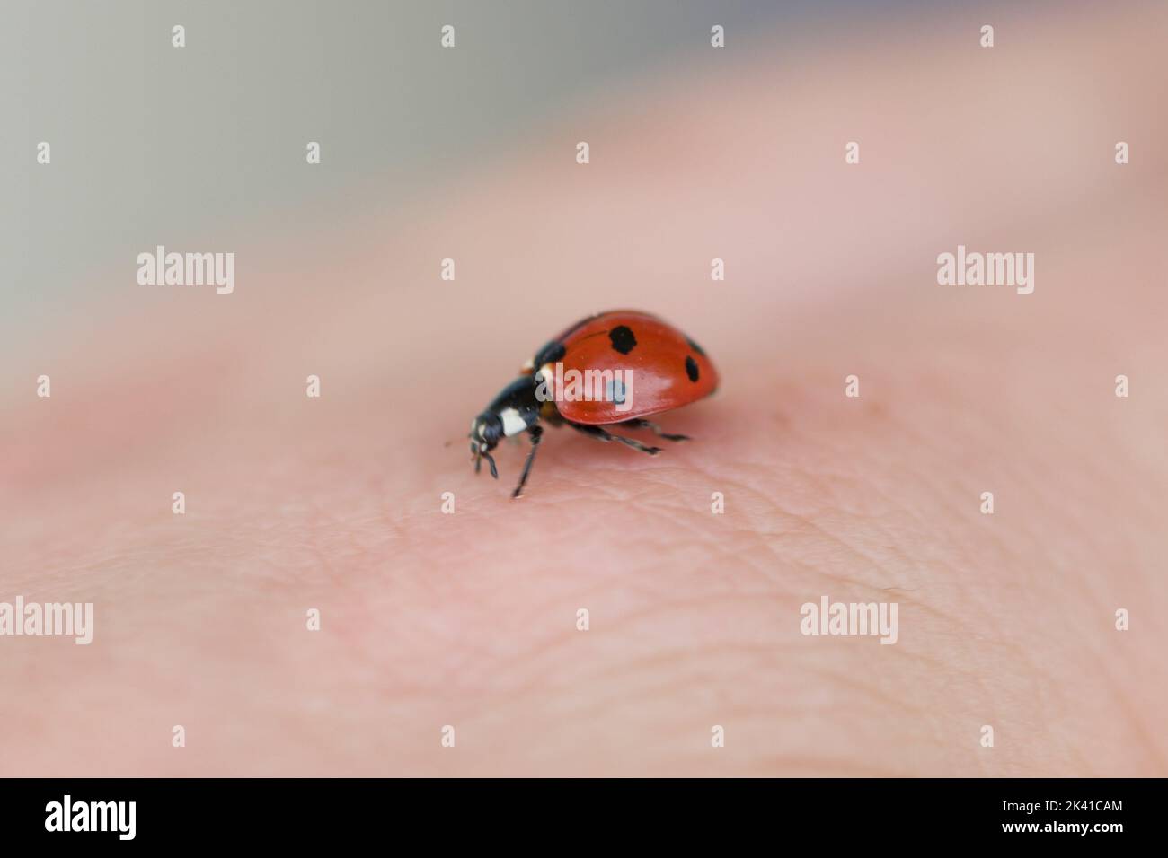 Red ladybug on woman hand ladybird human skin nature spring Stock Photo ...