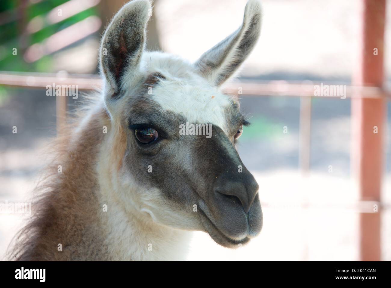 Staring back at hi-res stock photography and images - Alamy
