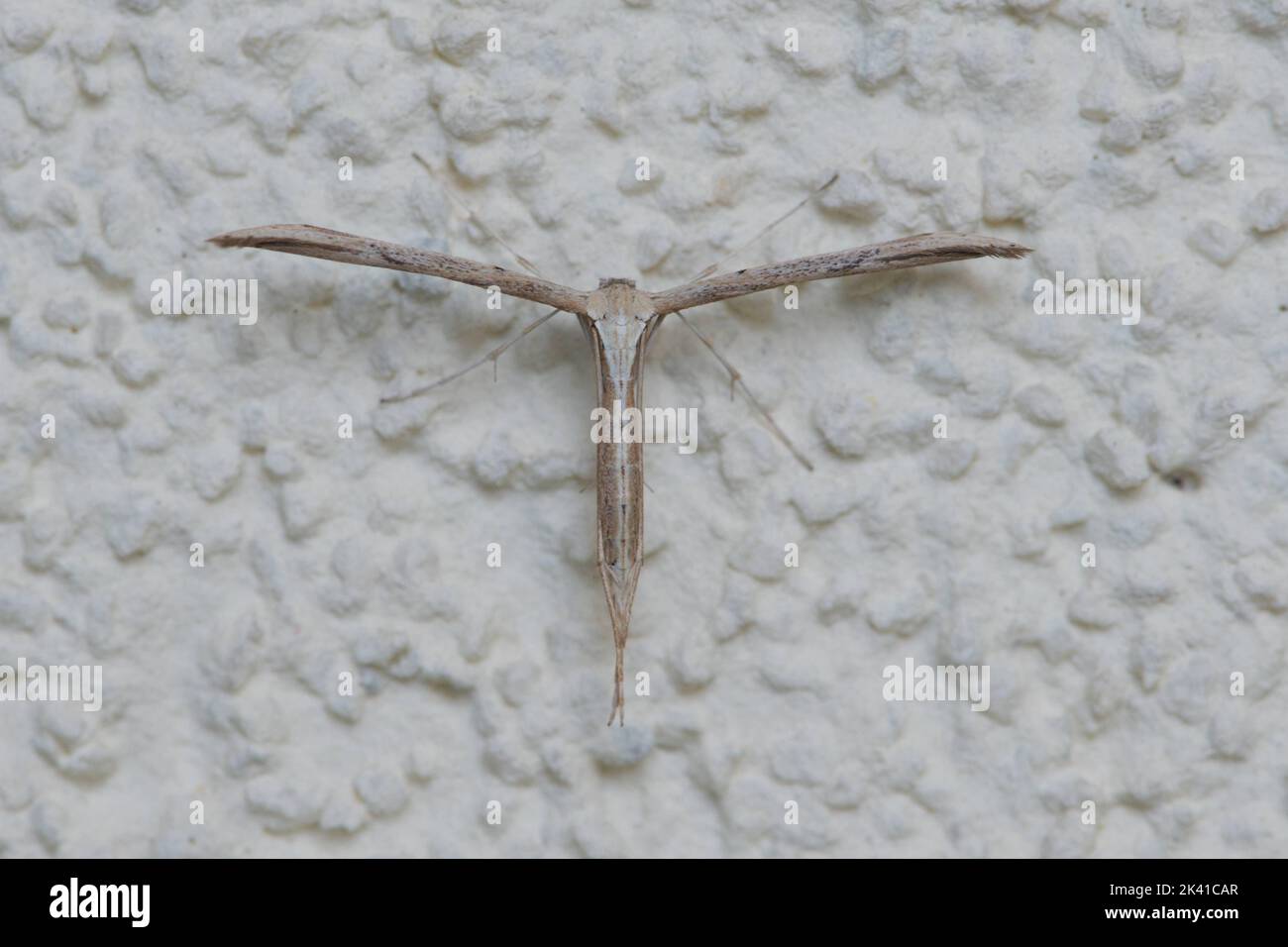 Plume moth in familiar pose Stock Photo - Alamy