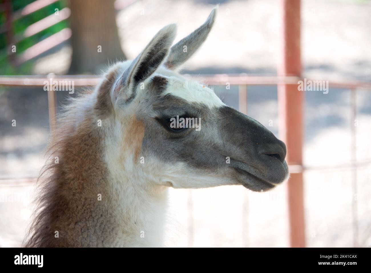 Staring back at hi-res stock photography and images - Alamy