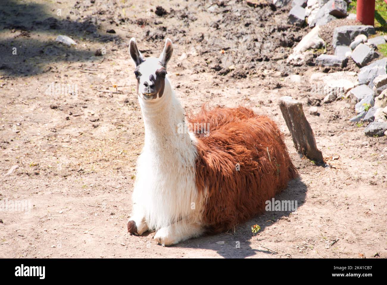 Beautiful lama sitting on the ground Stock Photo - Alamy