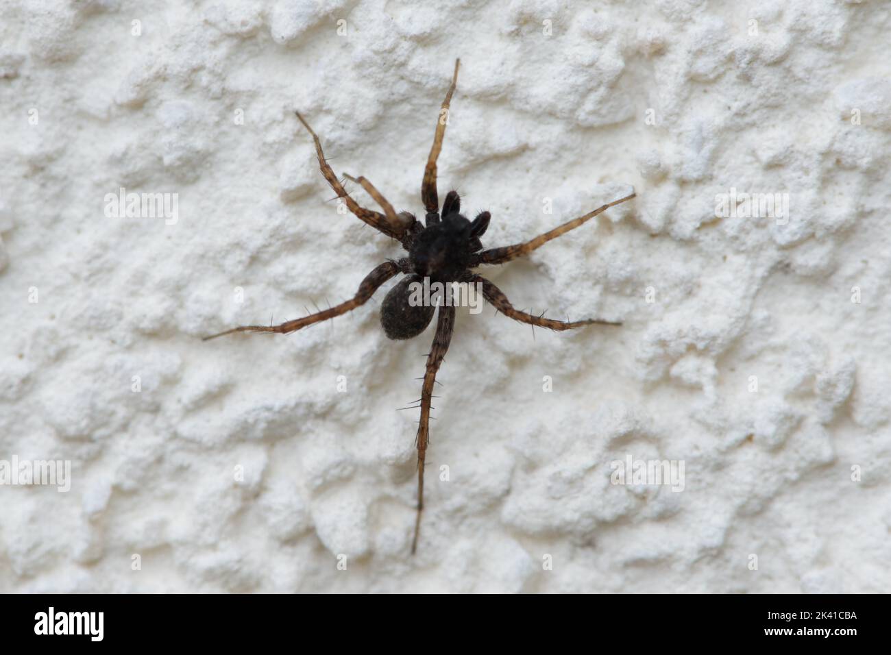 Little spider is walking on the wall Stock Photo - Alamy