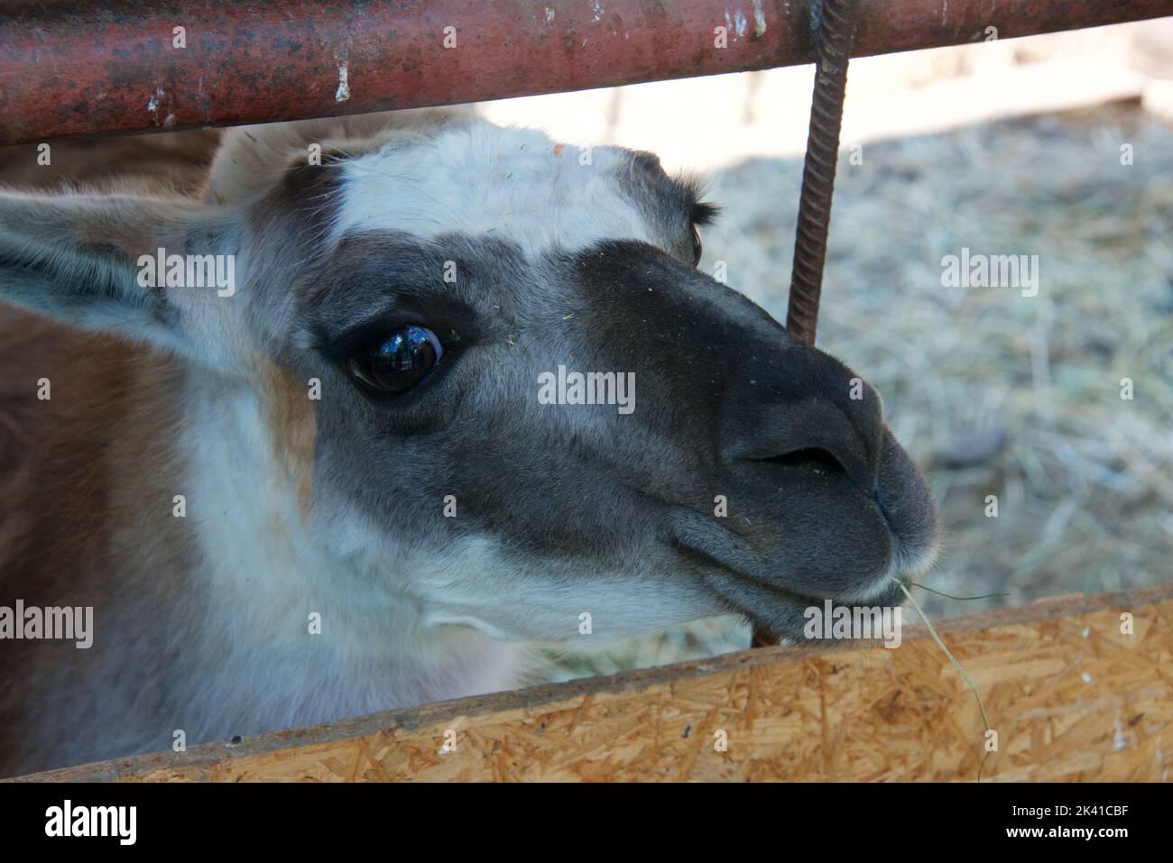 Staring back at hi-res stock photography and images - Alamy