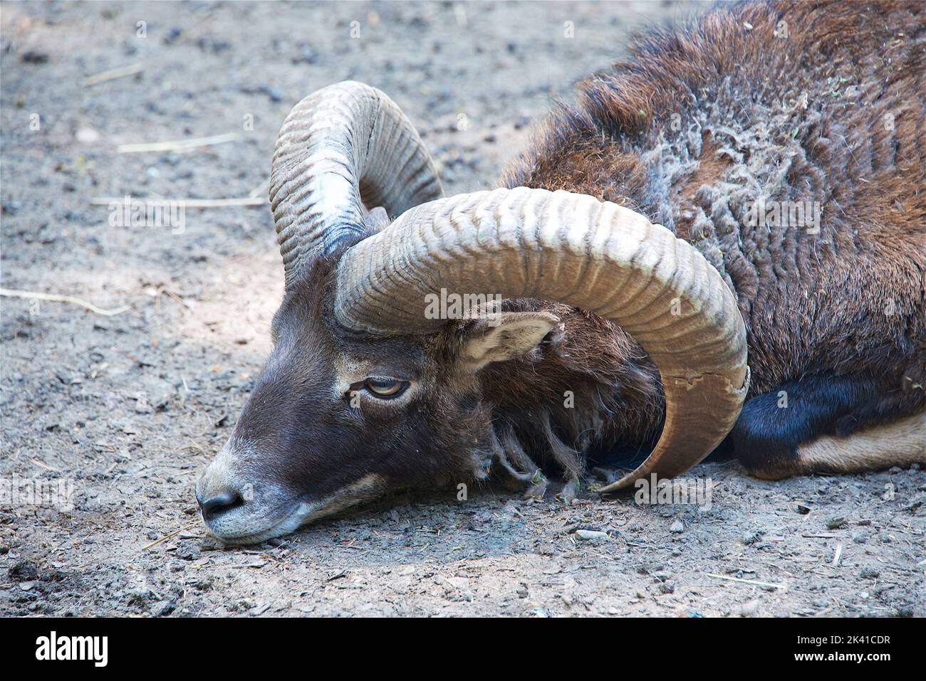 One wild male bighorn sheep lying on the floor Stock Photo - Alamy