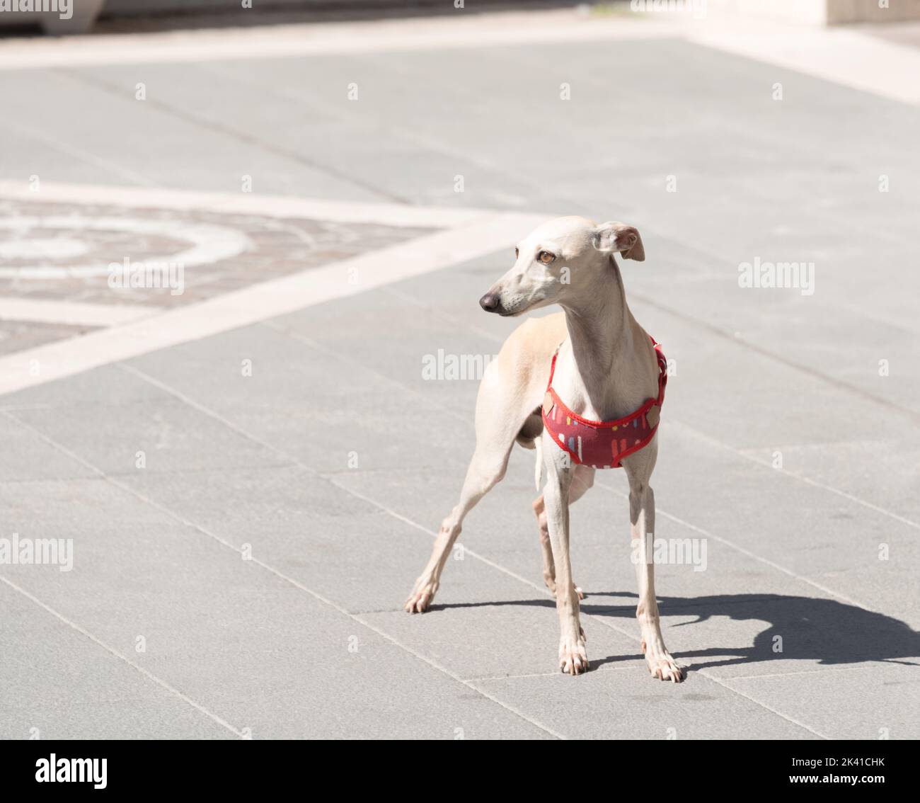Galgo dog hi-res stock photography and images - Alamy