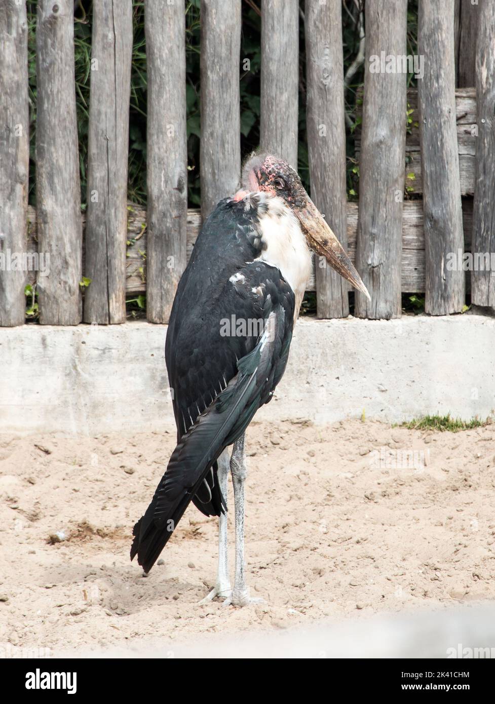 Marabu image hi-res stock photography and images - Alamy