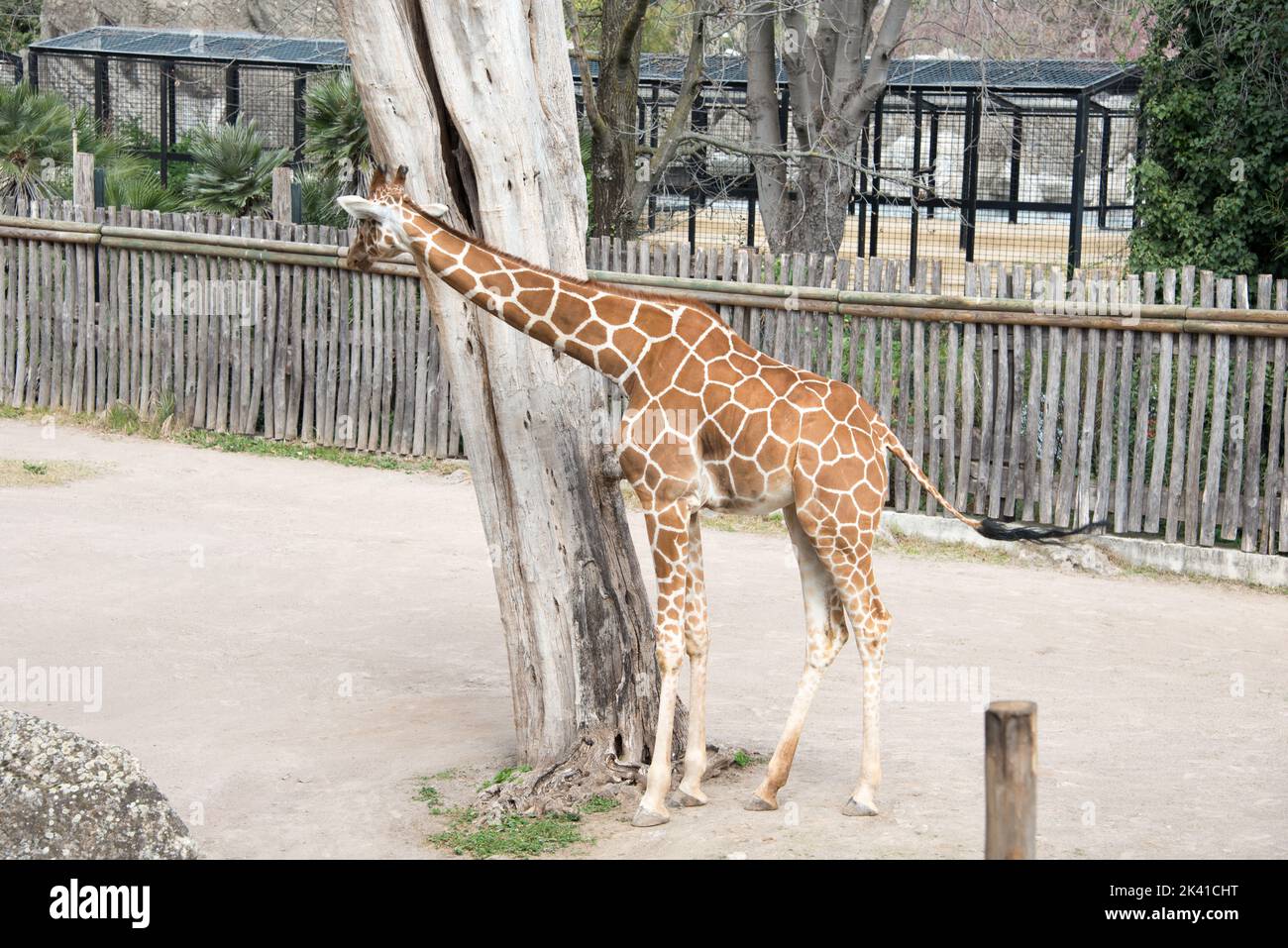 Giraffe looking over a tree Stock Photo - Alamy