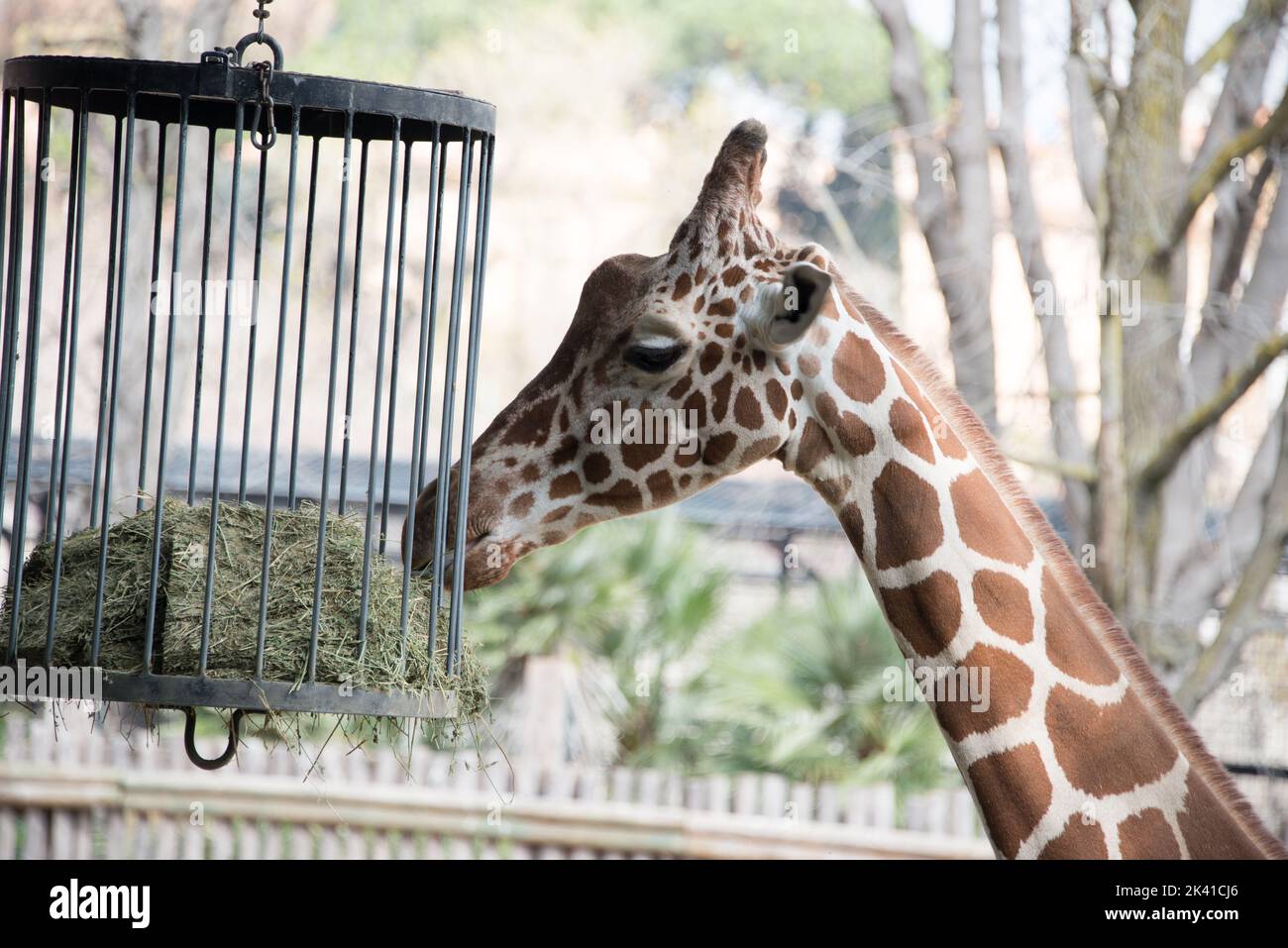 Heads of one giraffe Stock Photo - Alamy