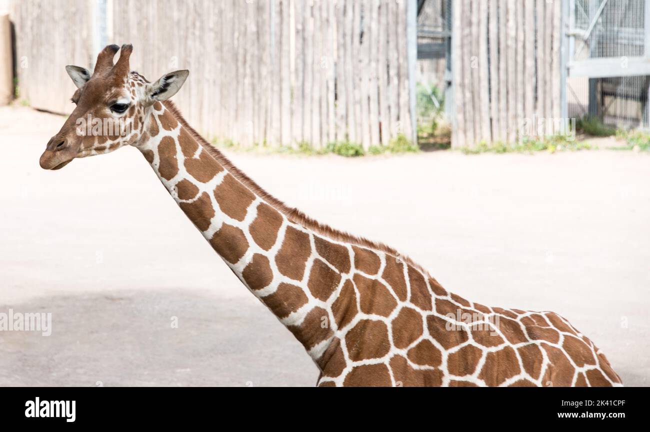 Moving head giraffe hi-res stock photography and images - Alamy