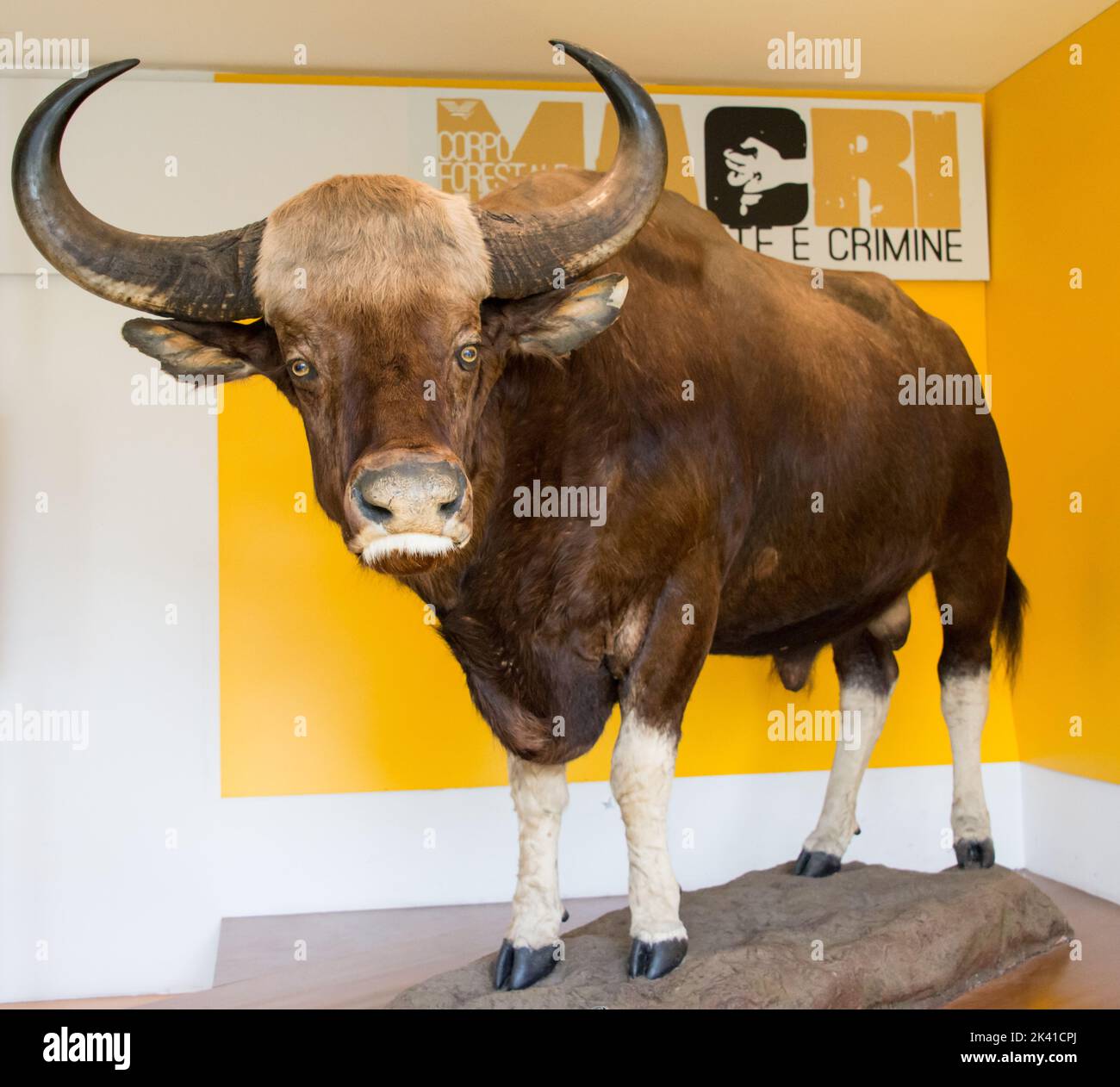 Bull crow hi-res stock photography and images - Alamy