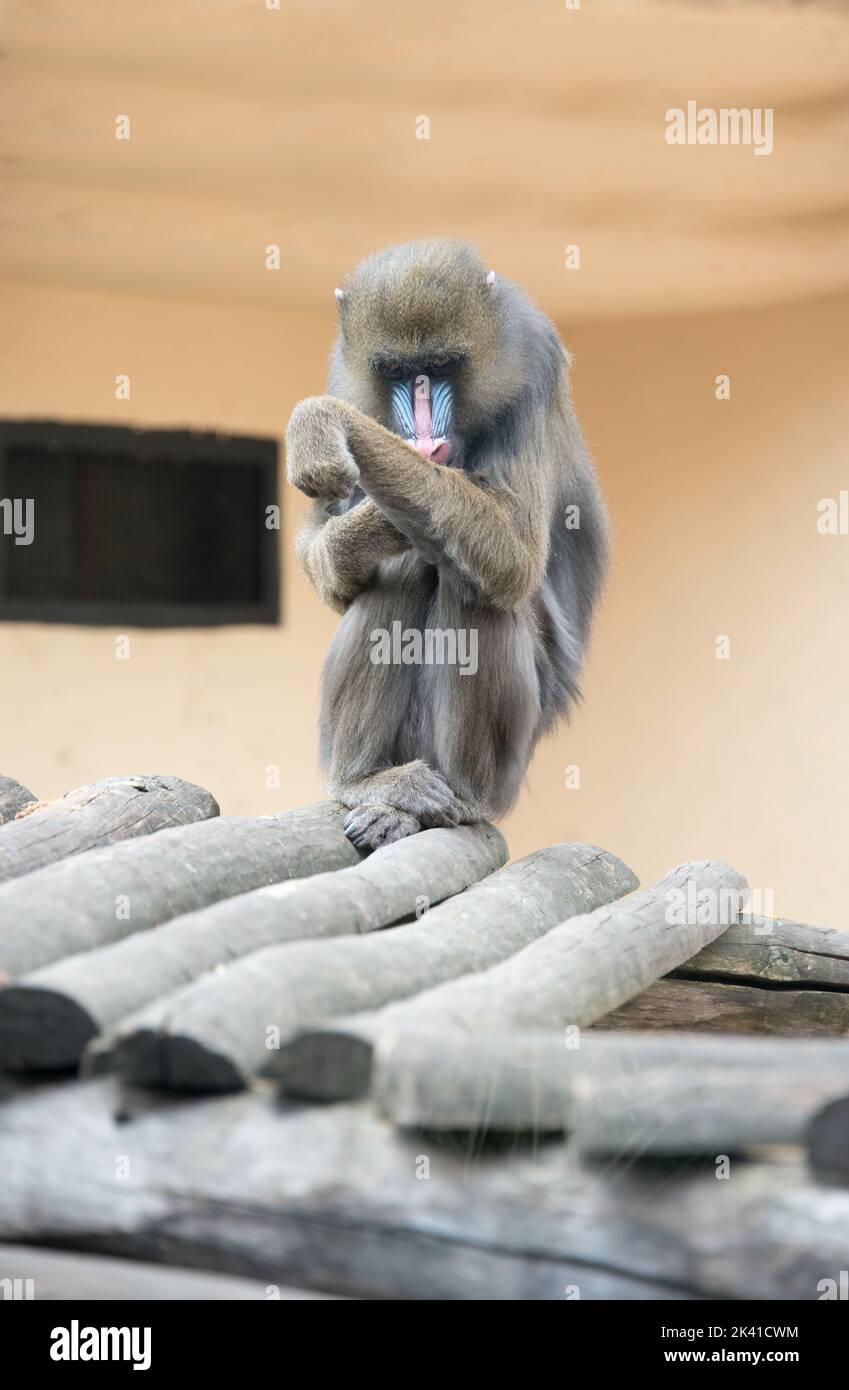 Monkey - Stock image Stock Photo - Alamy