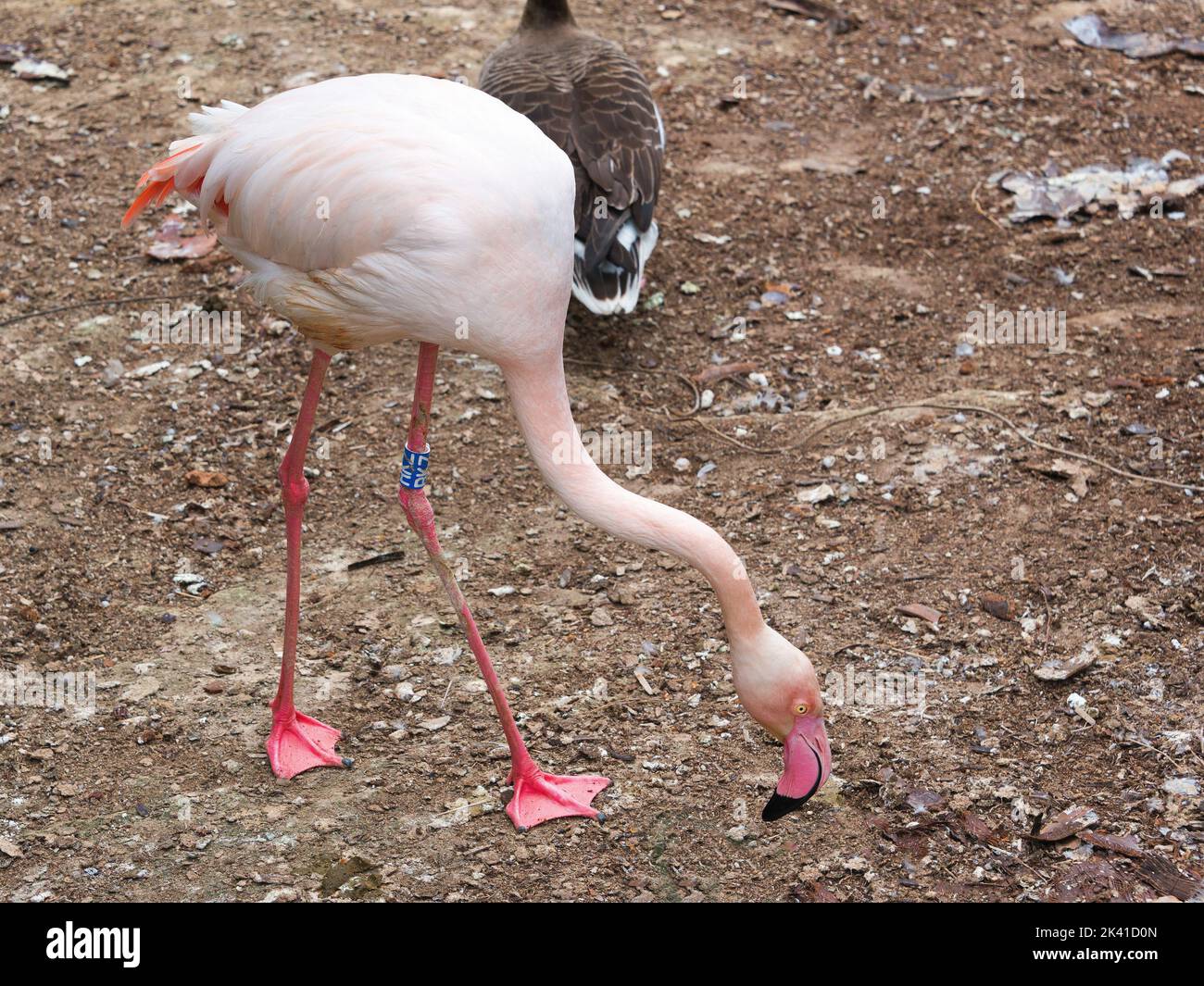 Flamingo side view Stock Photo - Alamy