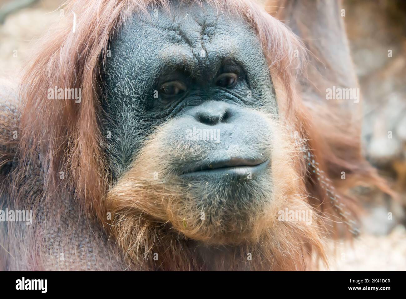 Orangutan Head Shoot Stock Photo - Alamy