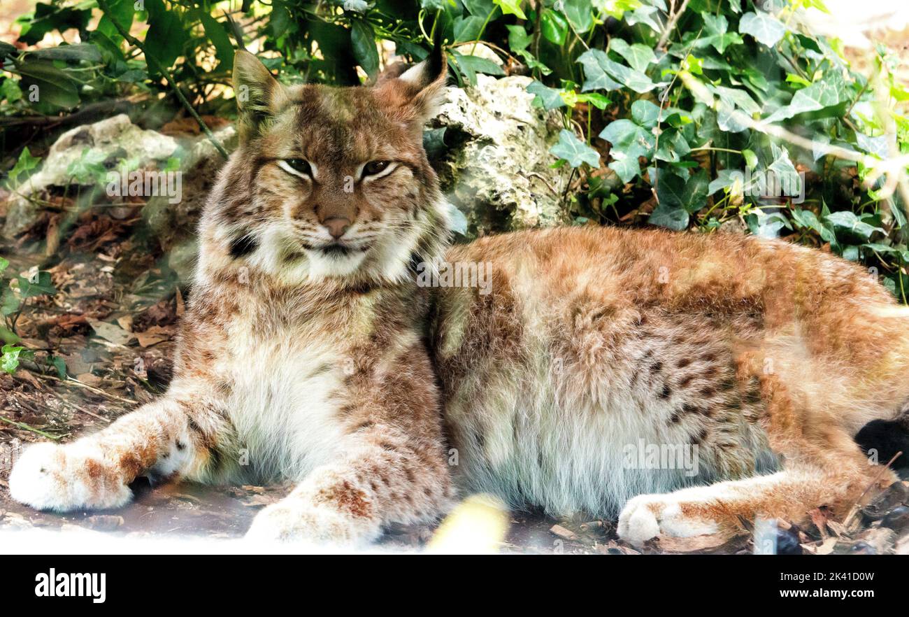 Eurasian lynx lynx lynx stalking hi-res stock photography and images ...
