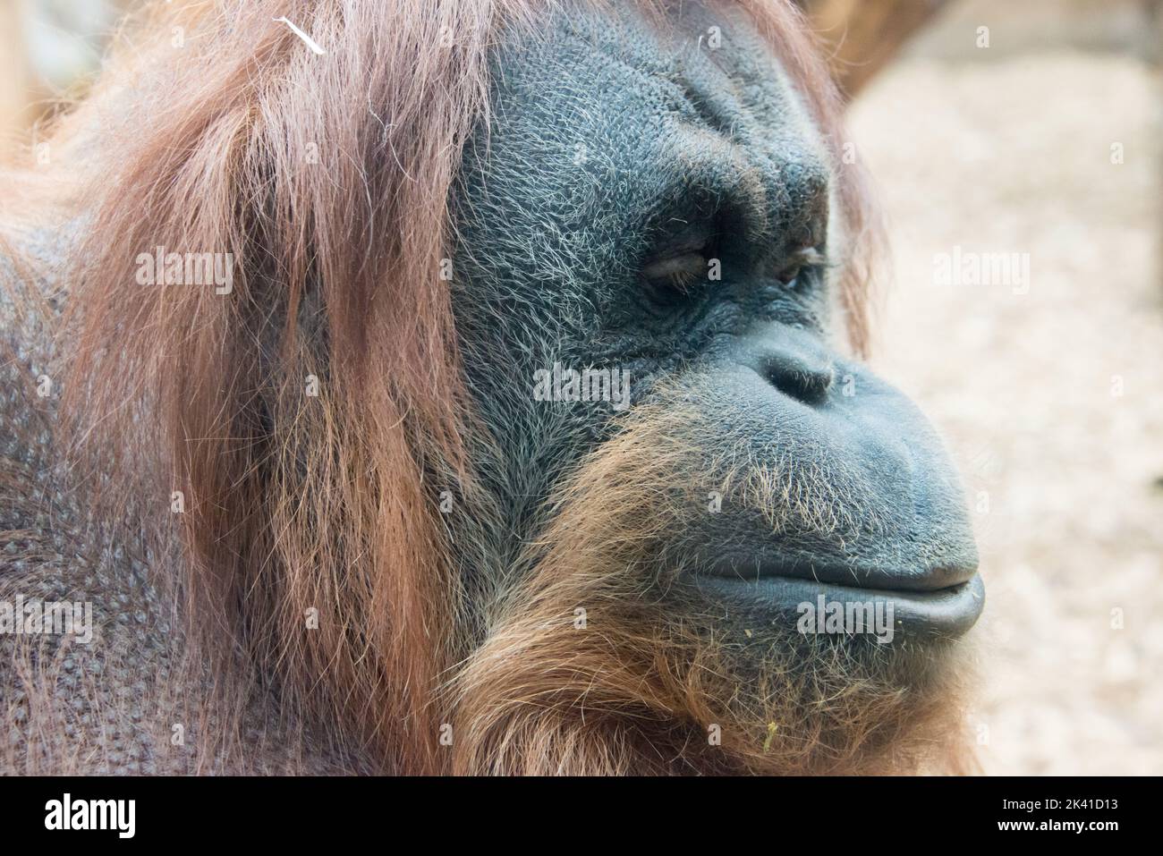 Orangutan side view hi-res stock photography and images - Alamy