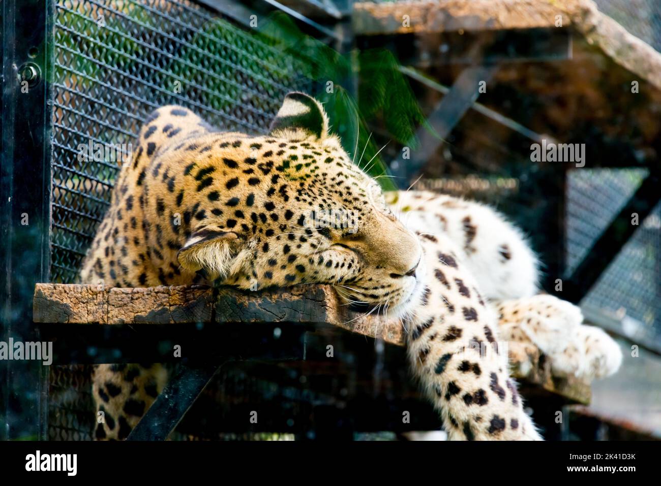 Leopard sleeping in tree branch hi-res stock photography and images - Alamy