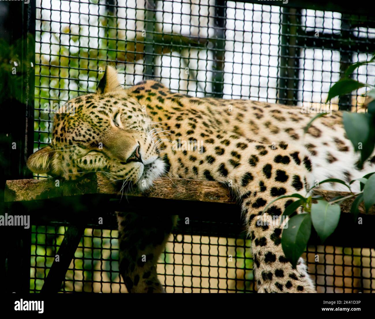 Leopard eyes closed hi-res stock photography and images - Alamy