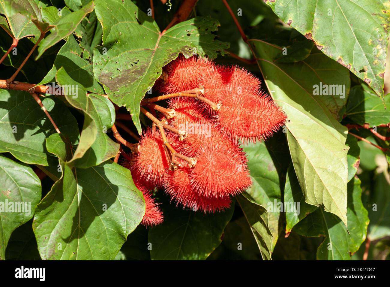 Bixina hi-res stock photography and images - Alamy