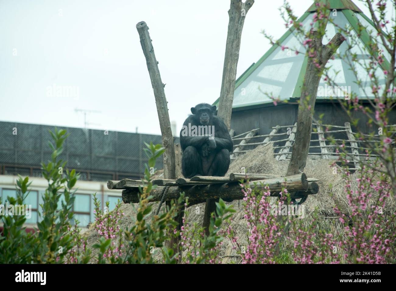 Plain gorilla hi-res stock photography and images - Alamy