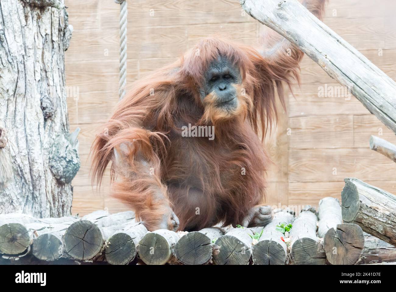 Orangutan in zoo garden Stock Photo - Alamy