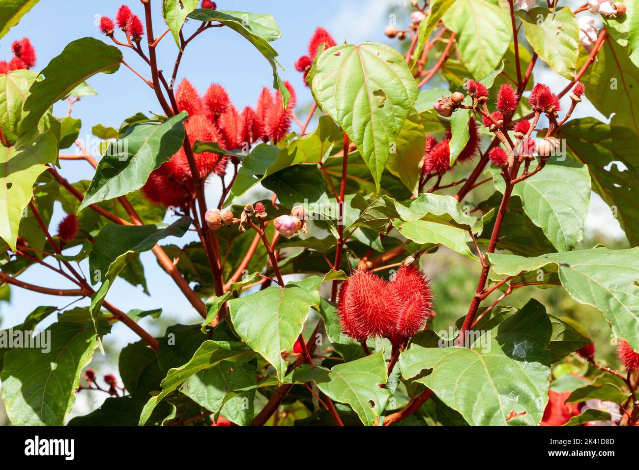 Bixa Orellana - Annatto Bush Loaded And Ready For Harvest Stock Photo ...