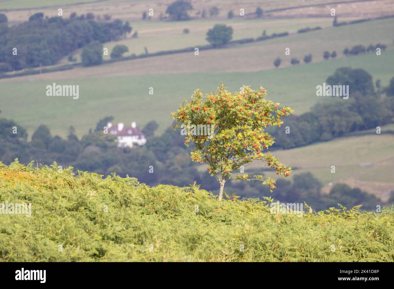 View of a rowan tree (Sorbus aucuparia) ladened with red berries on the ...