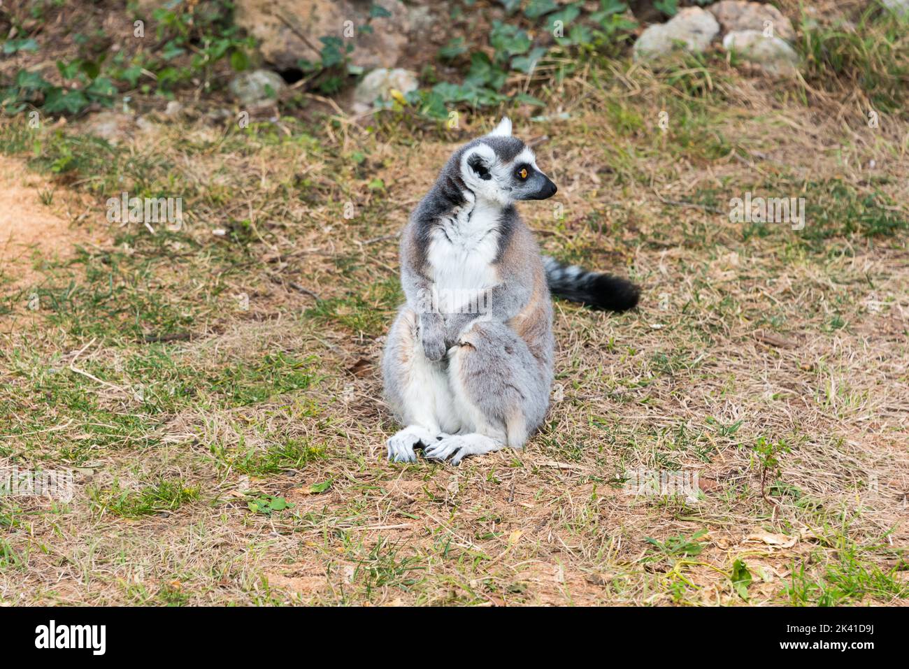 Lemur catta, ring tailed lemur Madagascar sun bathing on grass Stock ...