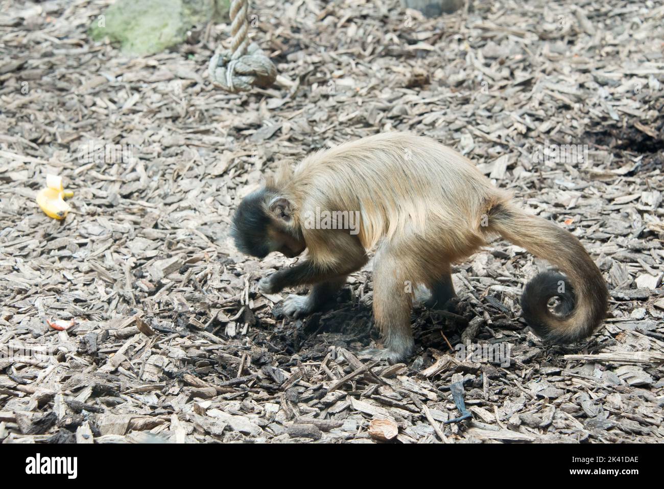 Moneky forest hi-res stock photography and images - Alamy