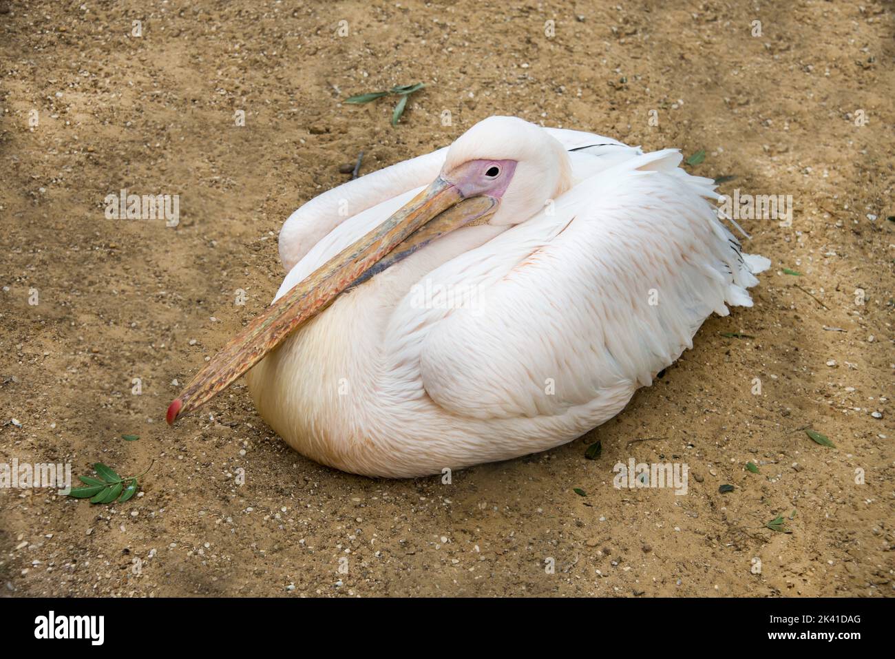 Pelican sitting on the ground Stock Photo - Alamy