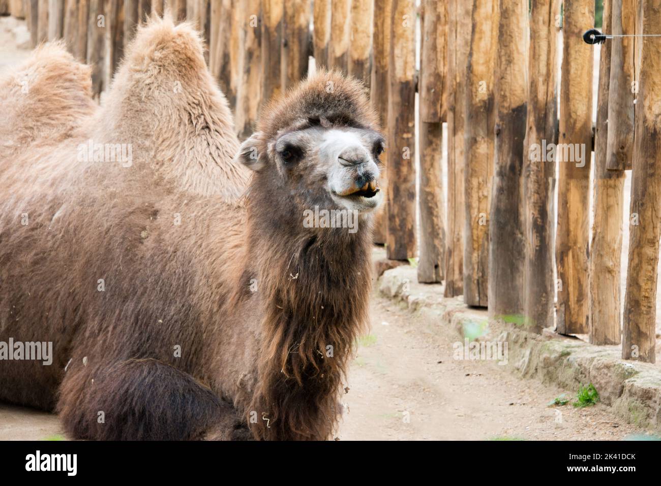 Camel spitting hi-res stock photography and images - Alamy