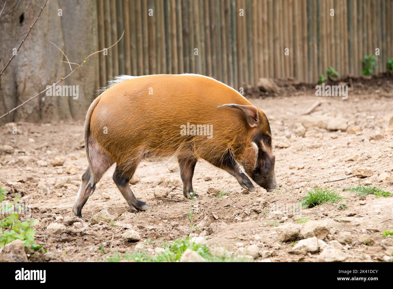 Red River Hog Searching for Food Stock Photo - Alamy