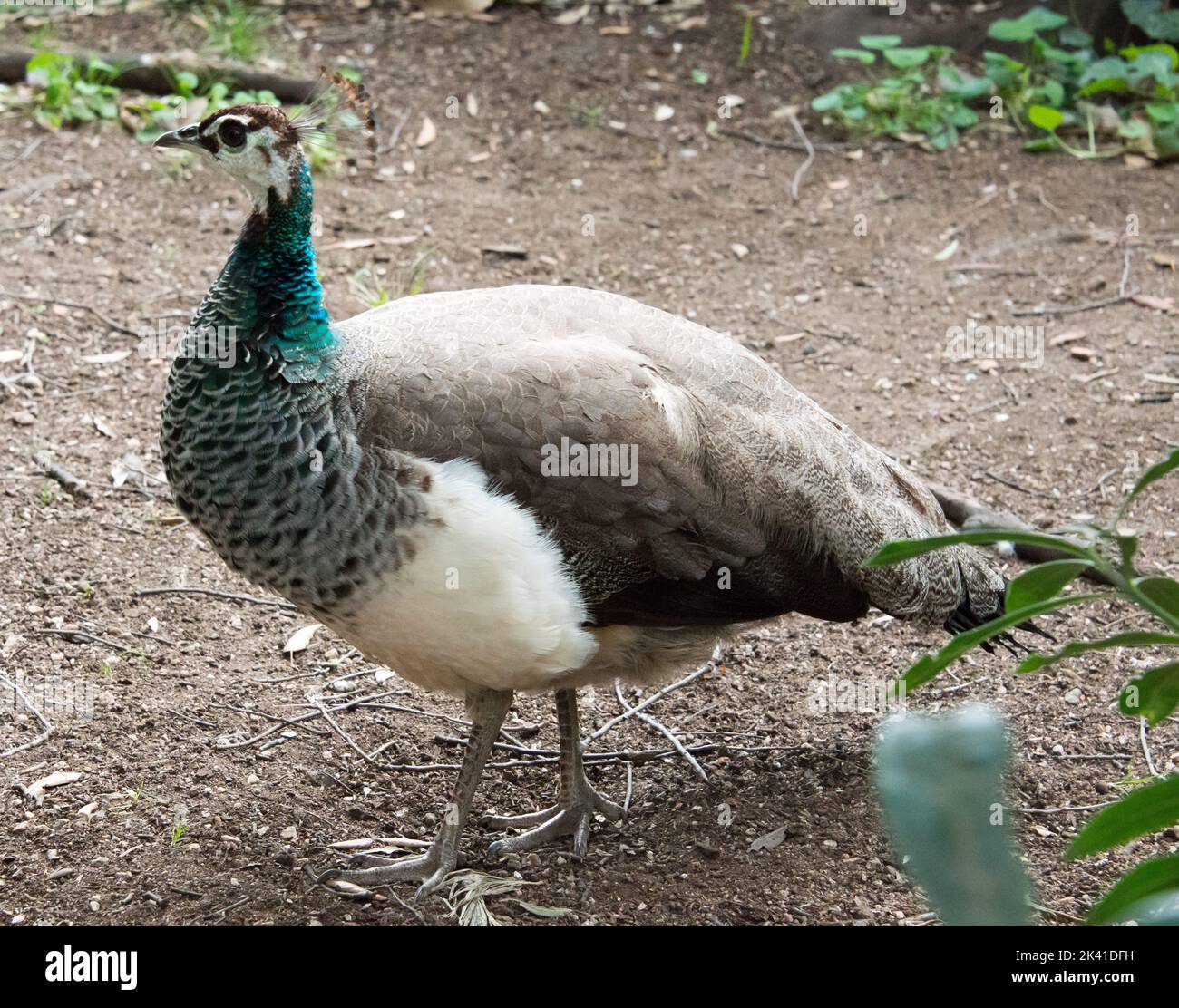 Female peacock (Pavus cristatus Stock Photo - Alamy