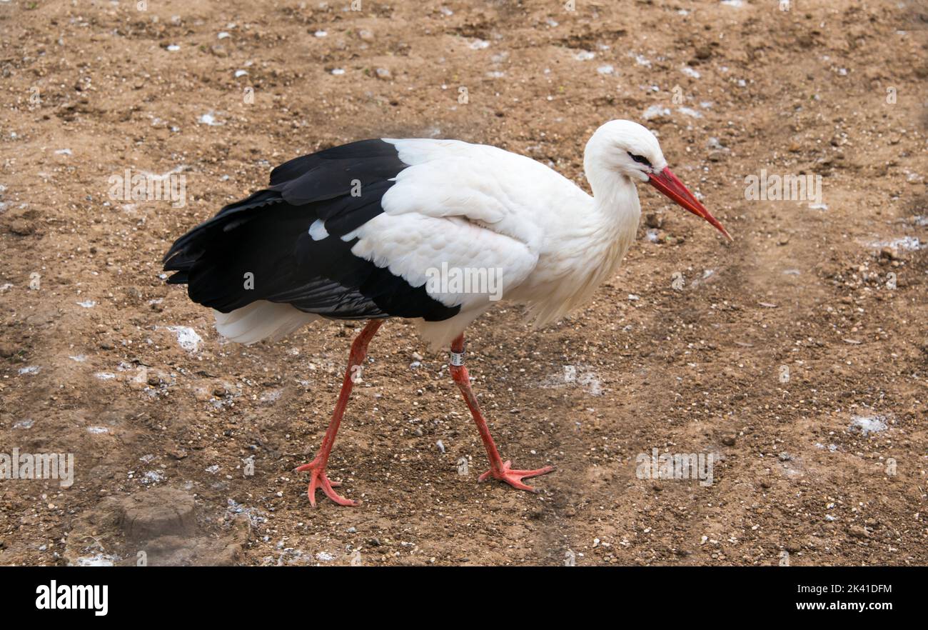 White stork walking hi-res stock photography and images - Alamy