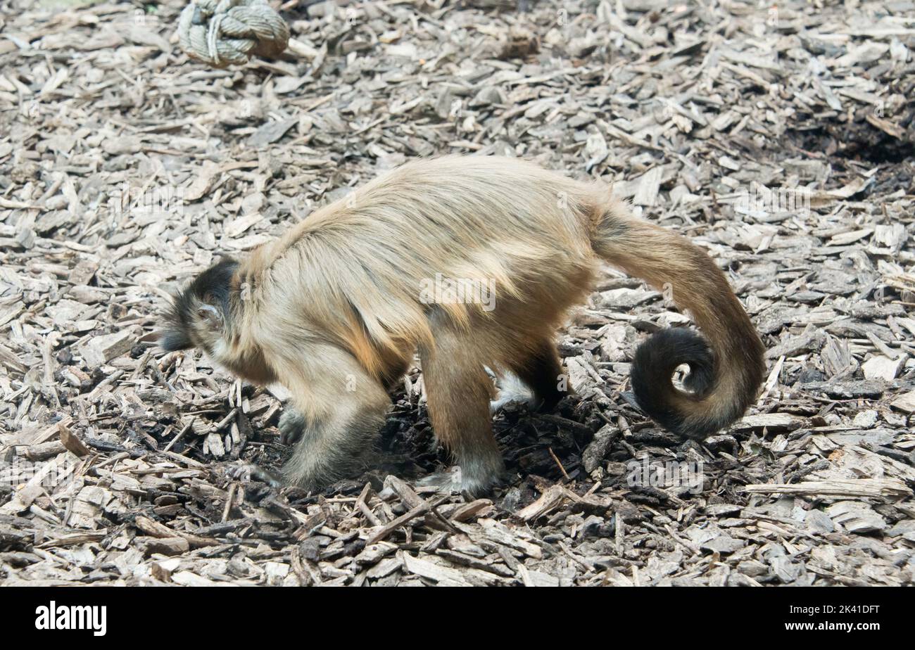 Small moneky eating Stock Photo - Alamy